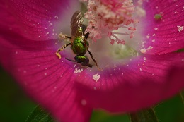 All About Native Bees | Missouri Botanical Garden
