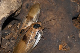 Little Bugs: Cute Cockroaches | Missouri Botanical Garden