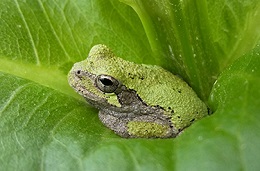 FrogWatch USA™ | Missouri Botanical Garden