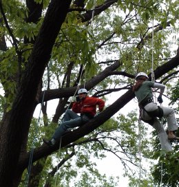 Canopy Climb | Missouri Botanical Garden