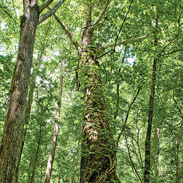 Trees of Shaw Nature Reserve | Missouri Botanical Garden