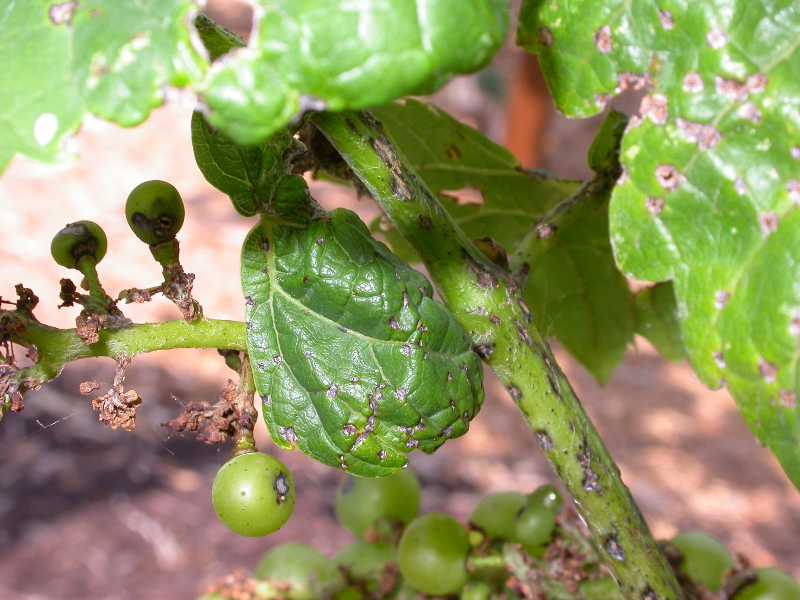 Grape Diseases Black Rot Control at Lynne Griffin blog