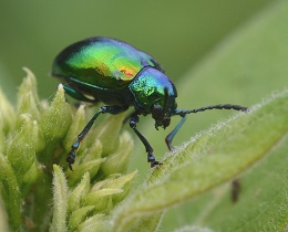 Insect Photography | Missouri Botanical Garden