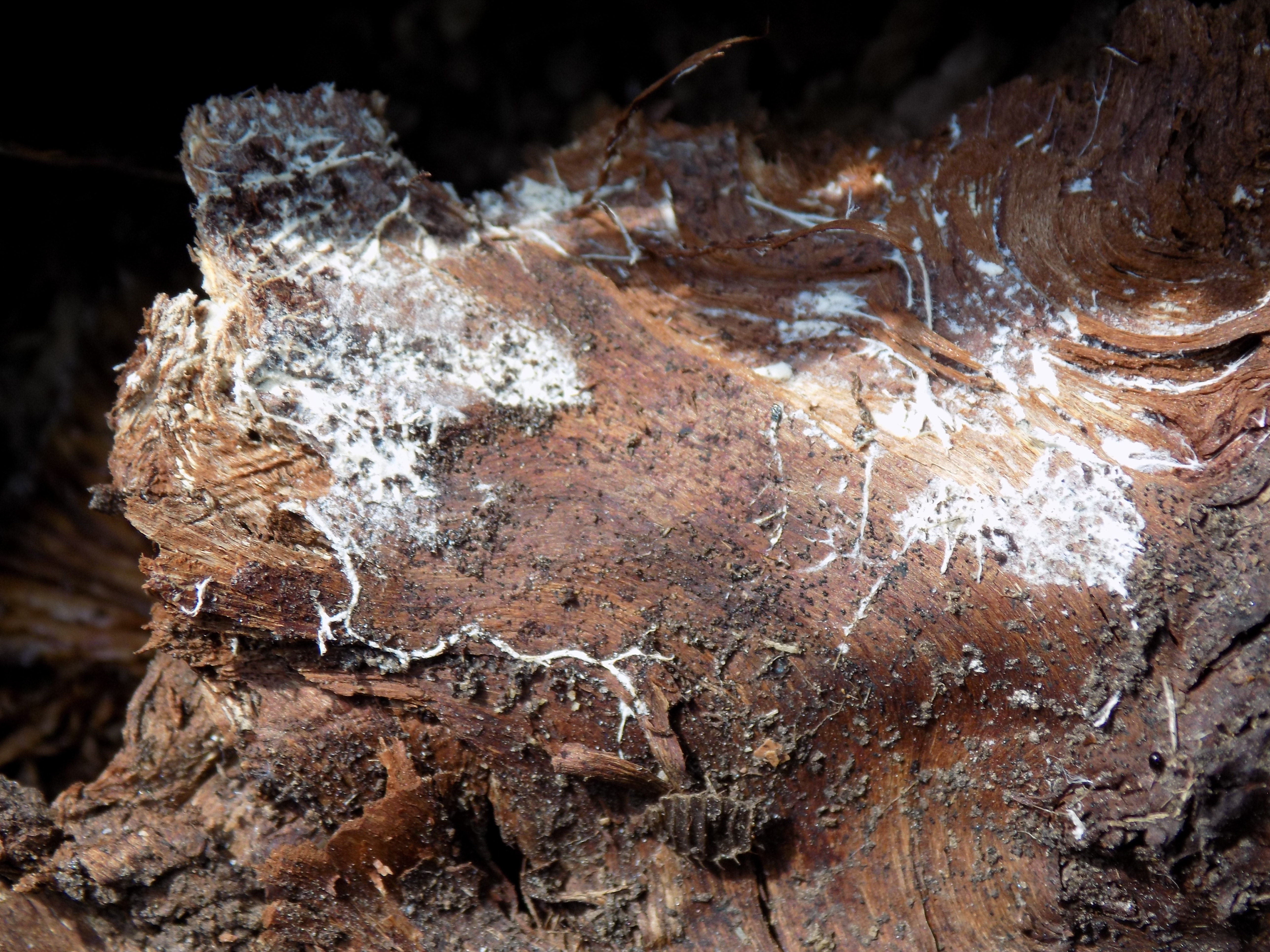 Armillaria Root Rot