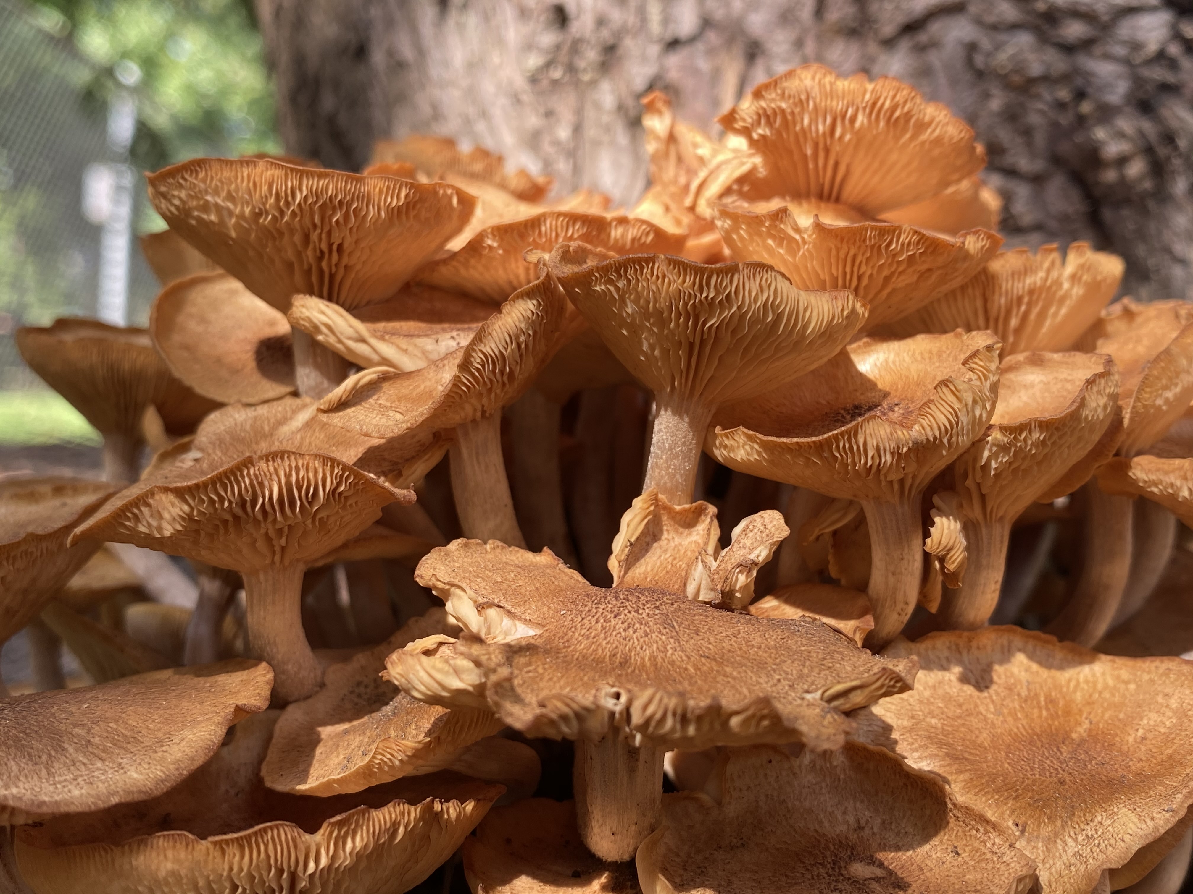 Armillaria Root Rot
