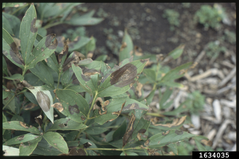 Botrytis Blight of Peony