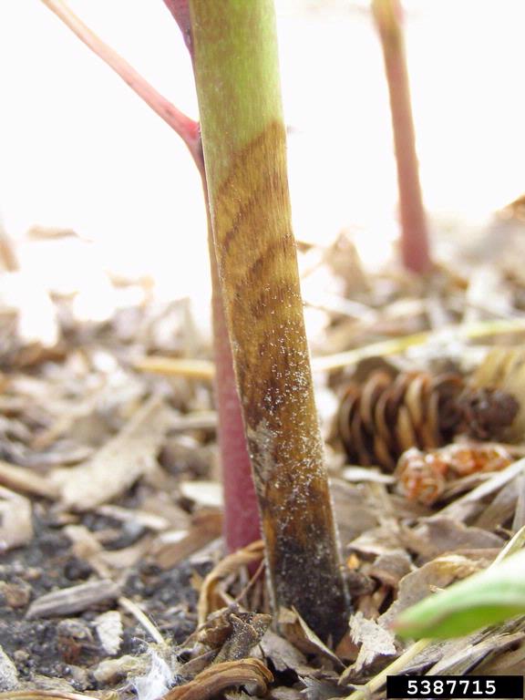 Botrytis Blight of Peony