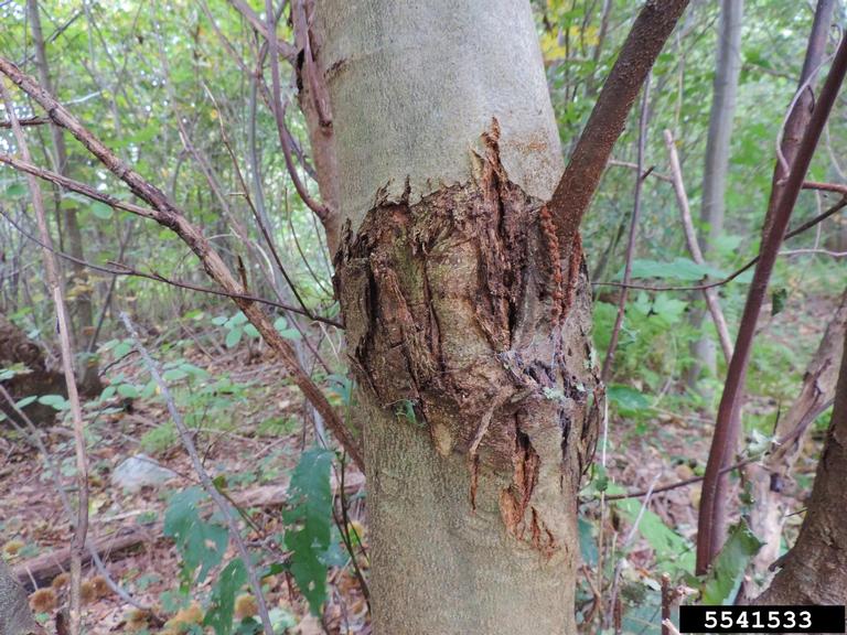 Chestnut Blight