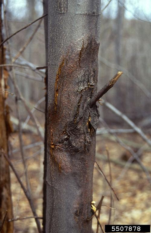 Chestnut Blight