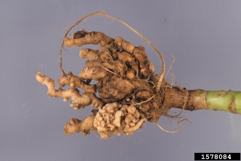 Clubroot of Crucifers
