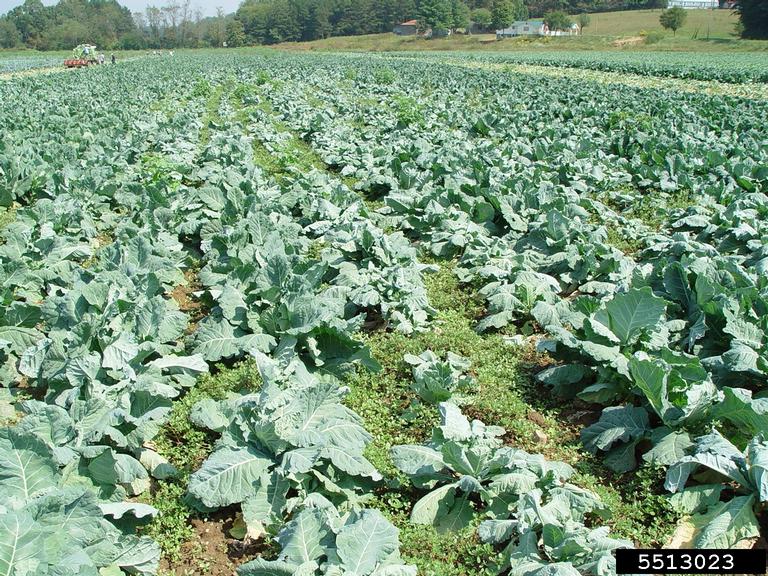 Clubroot of Crucifers