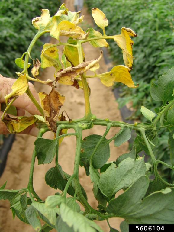 Fusarium Wilt of Tomato