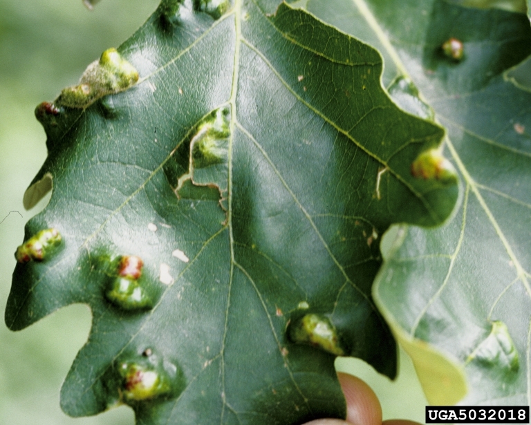 oak tree leaf disease