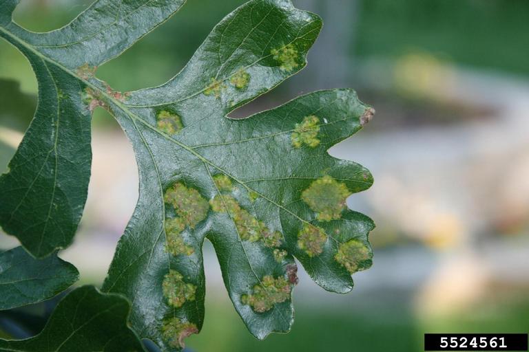 oak leaf pattern symptoms