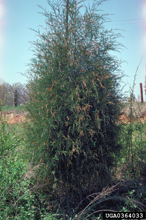 Phomopsis Blight of Juniper