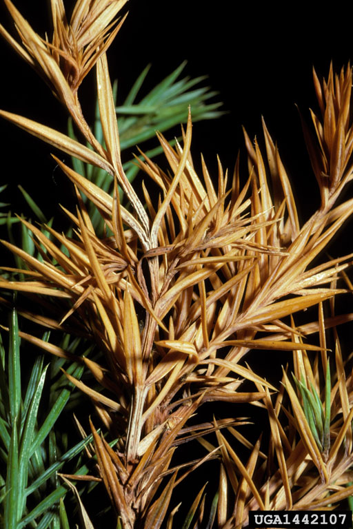 Phomopsis Blight of Juniper