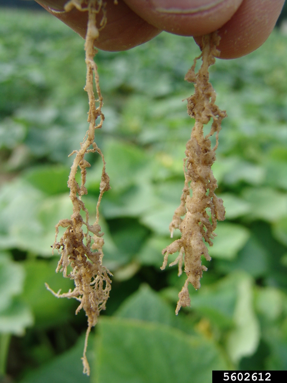 Root-Knot Nematode