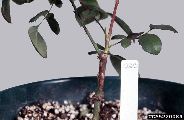 Cane Blight of Raspberry