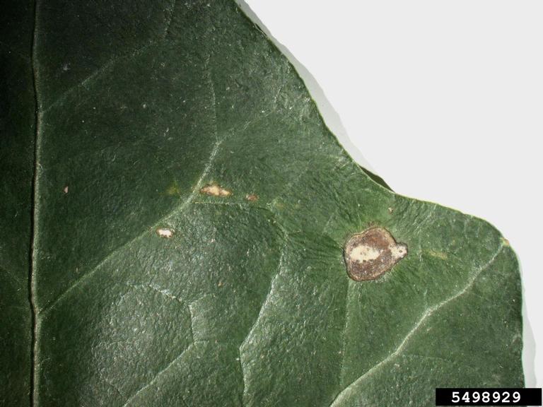 Leaf Spots of English Ivy