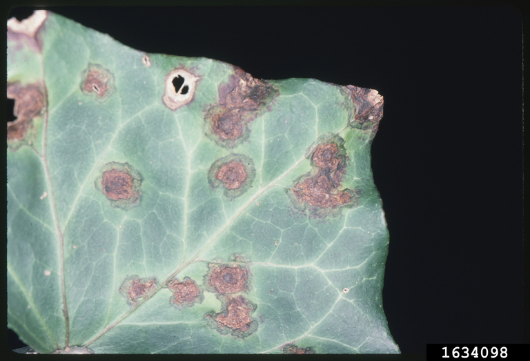 Leaf Spots of English Ivy