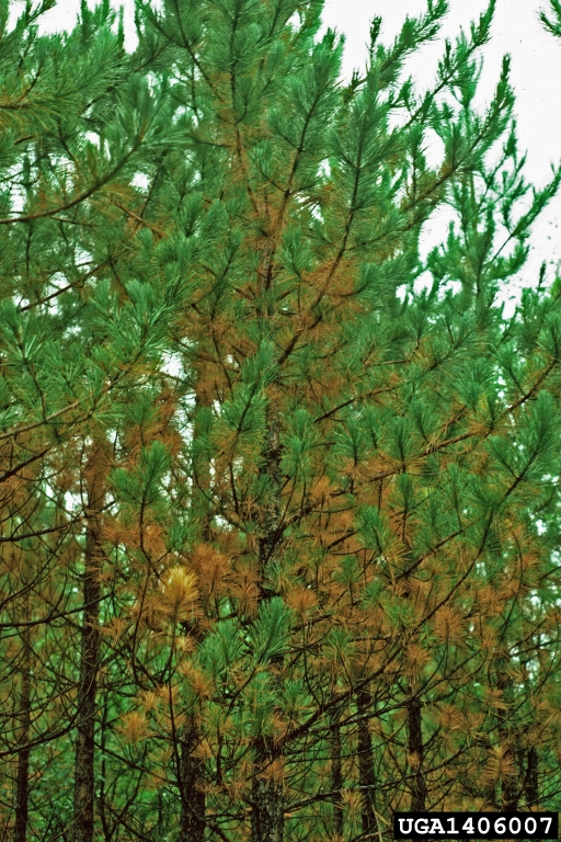 Pine Needle Rusts