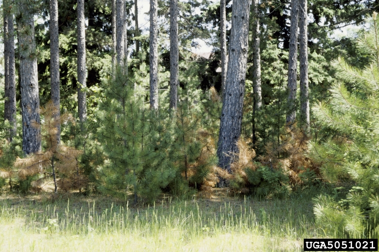 Sphaeropsis tip blight of pines