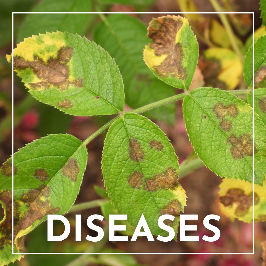 Insects, Pests, and Problems