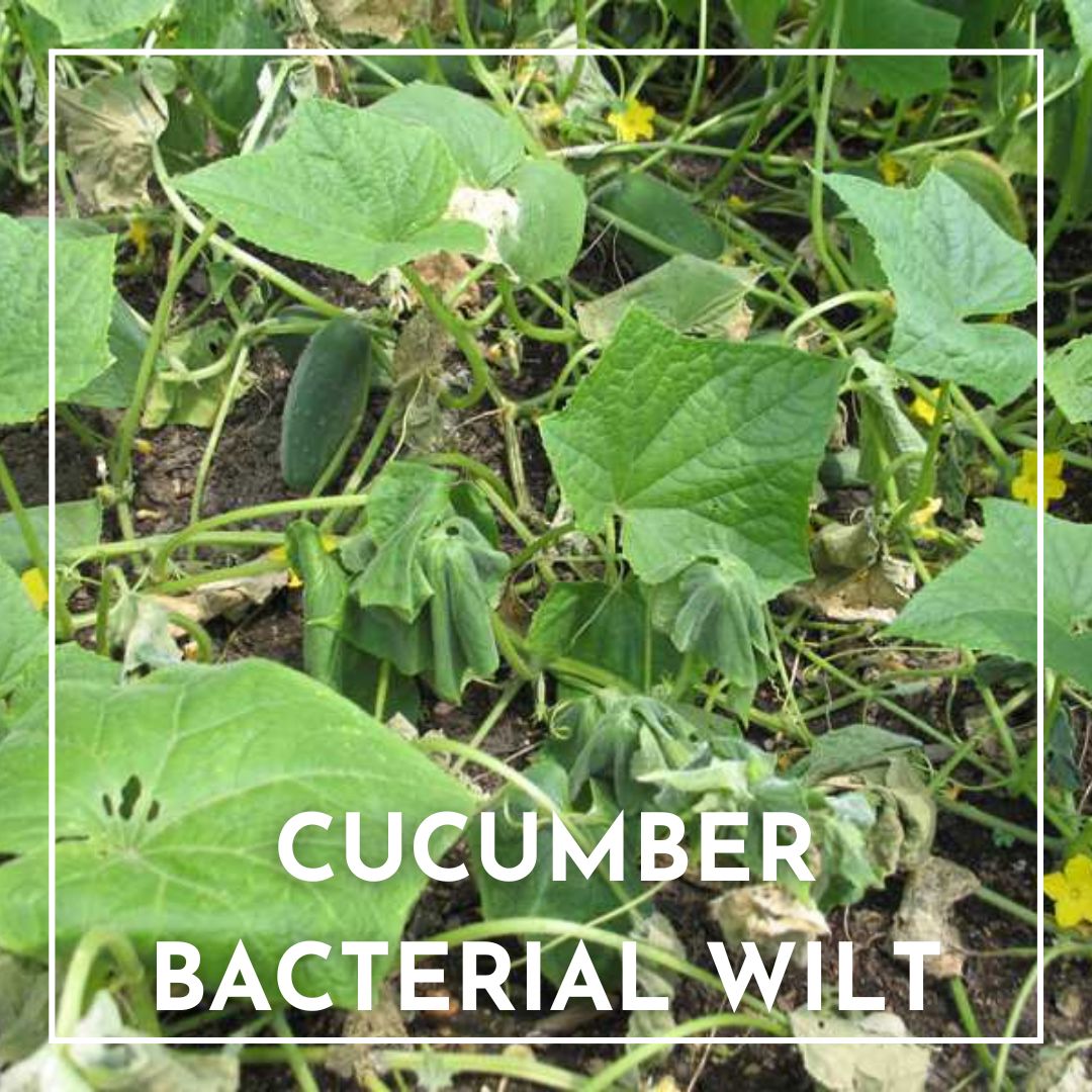 Bacterial spots, blights, and rots