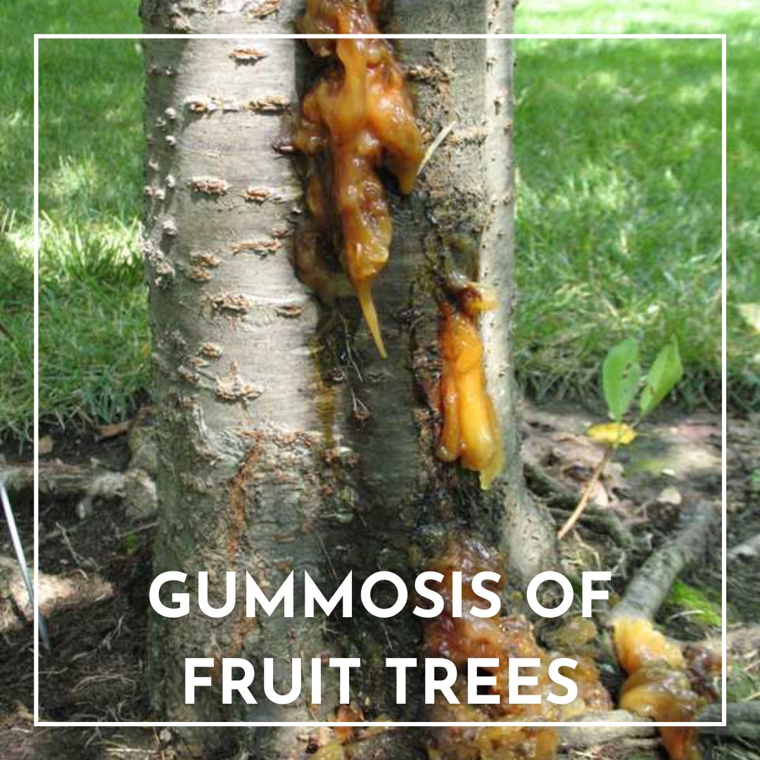 Cankers, diebacks, and wilts