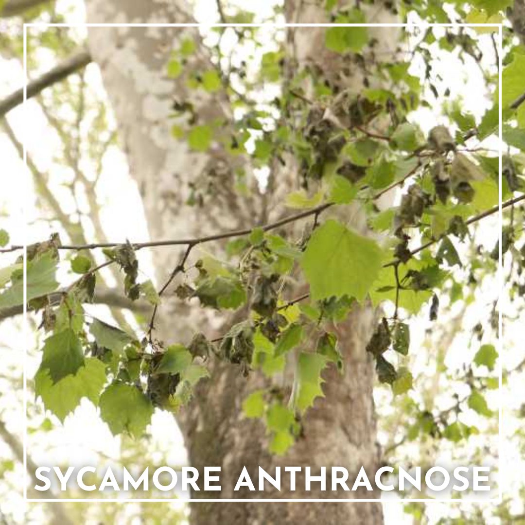 Anthracnose