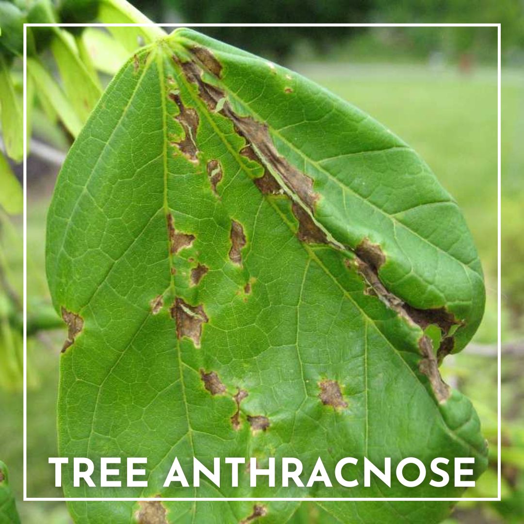 Anthracnose