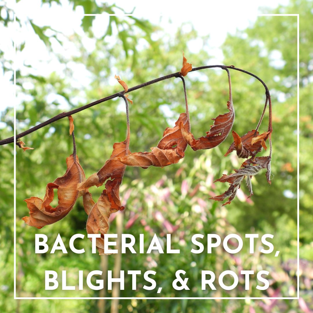 Diseases and Disorders