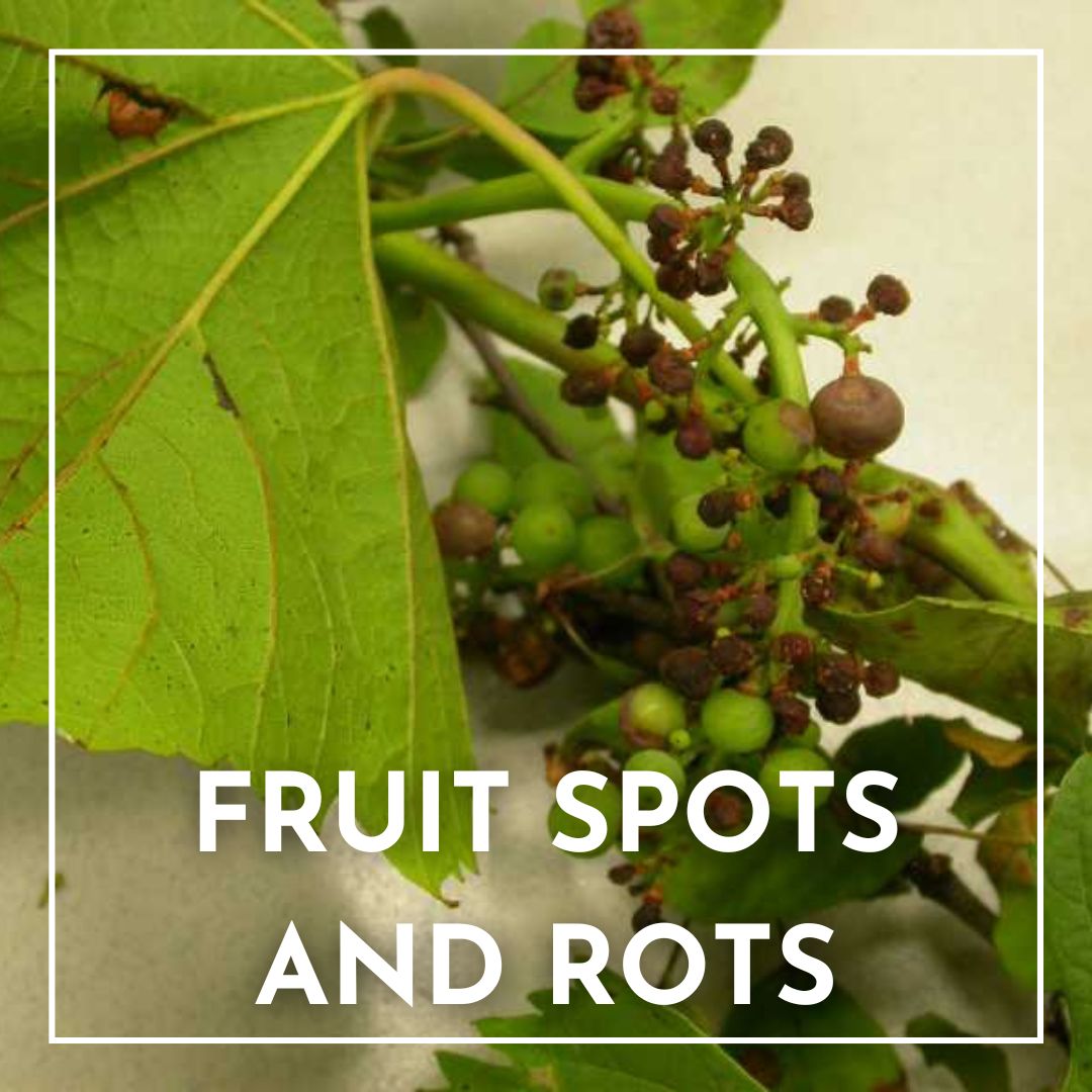 Diseases and Disorders