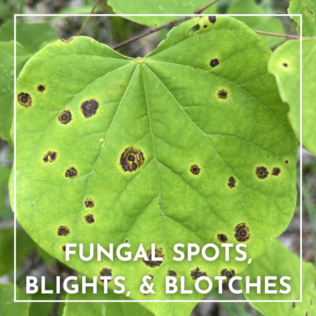 Diseases and Disorders