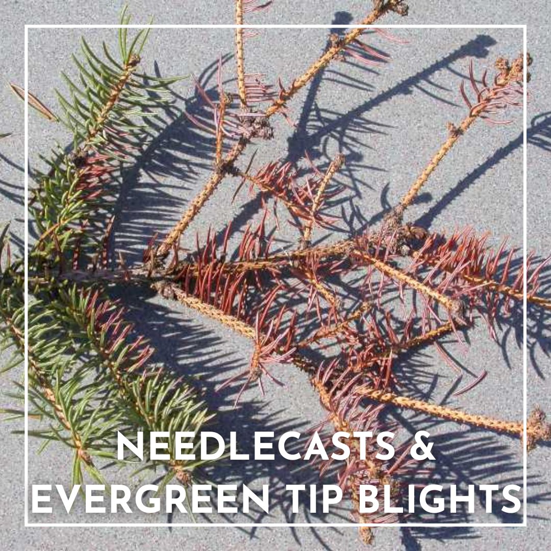 Diseases and Disorders