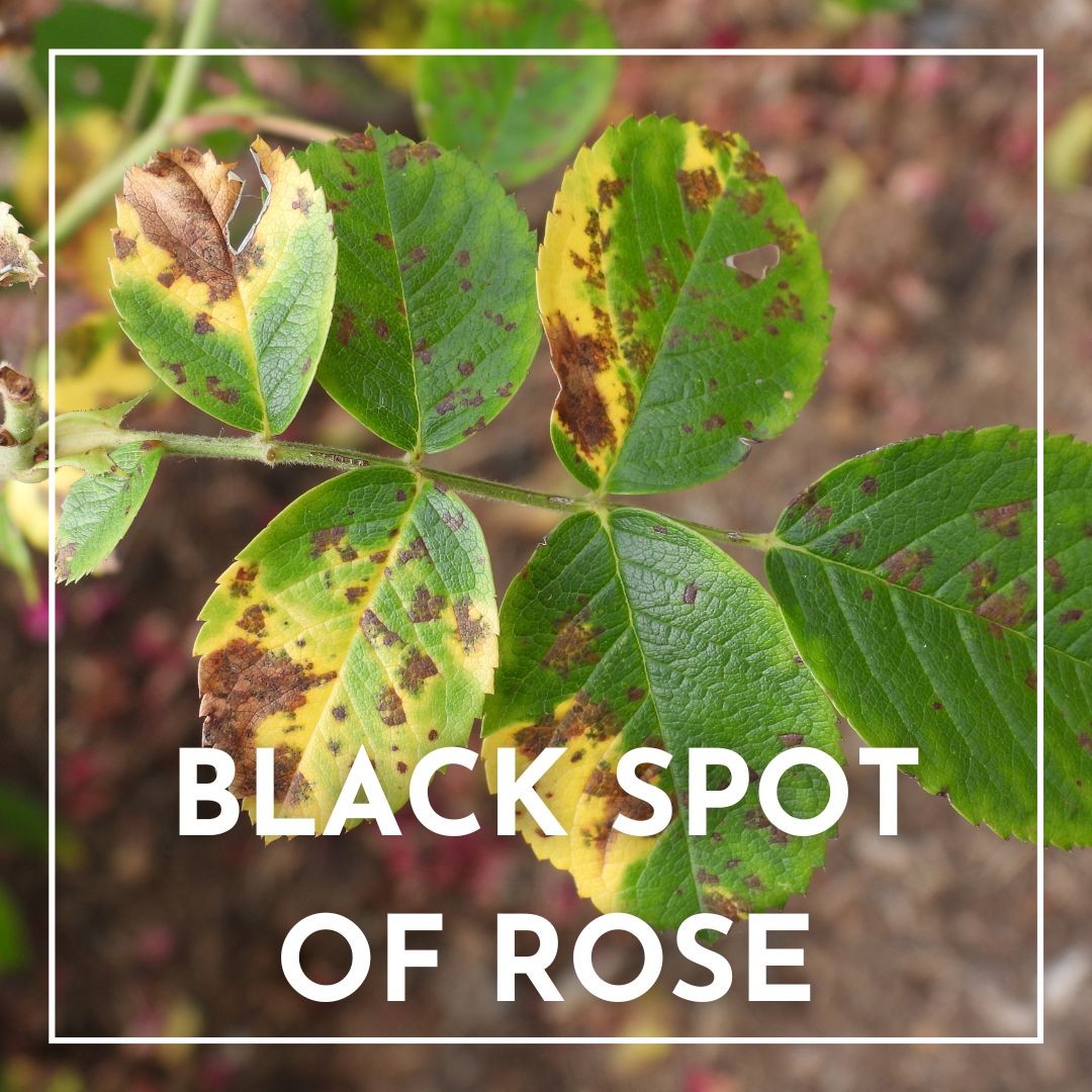 Fungal spots, blights, and blotches