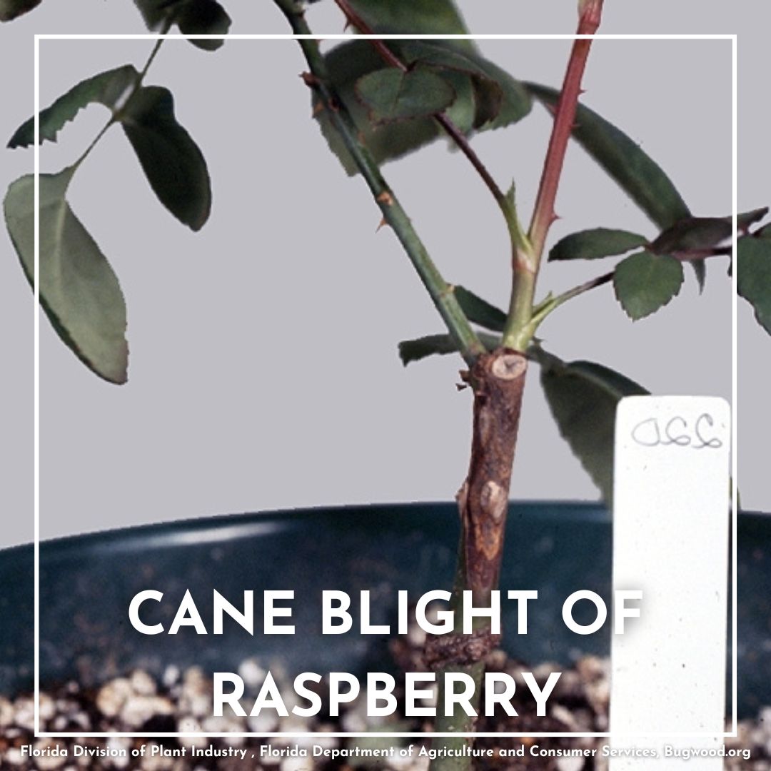 Fungal spots, blights, and blotches