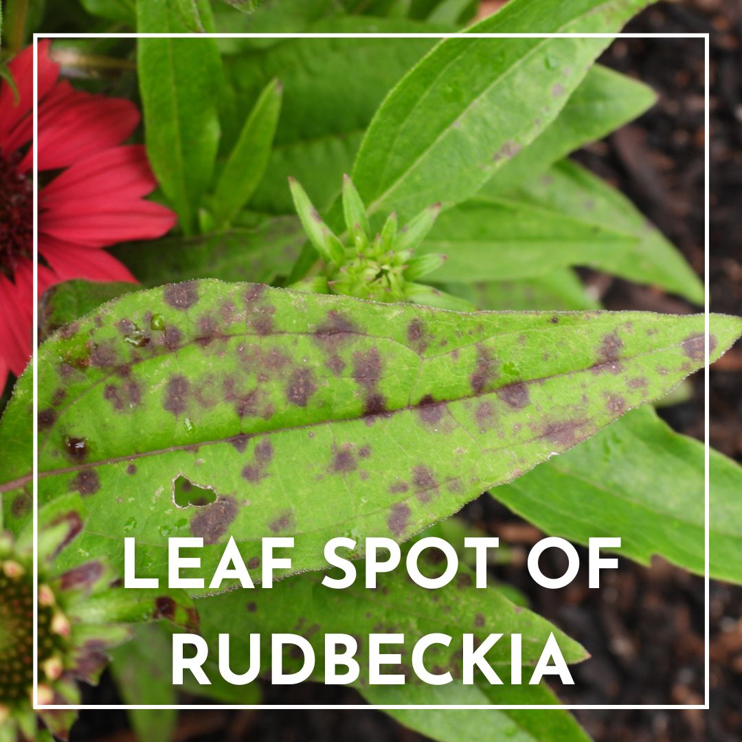 Fungal spots, blights, and blotches