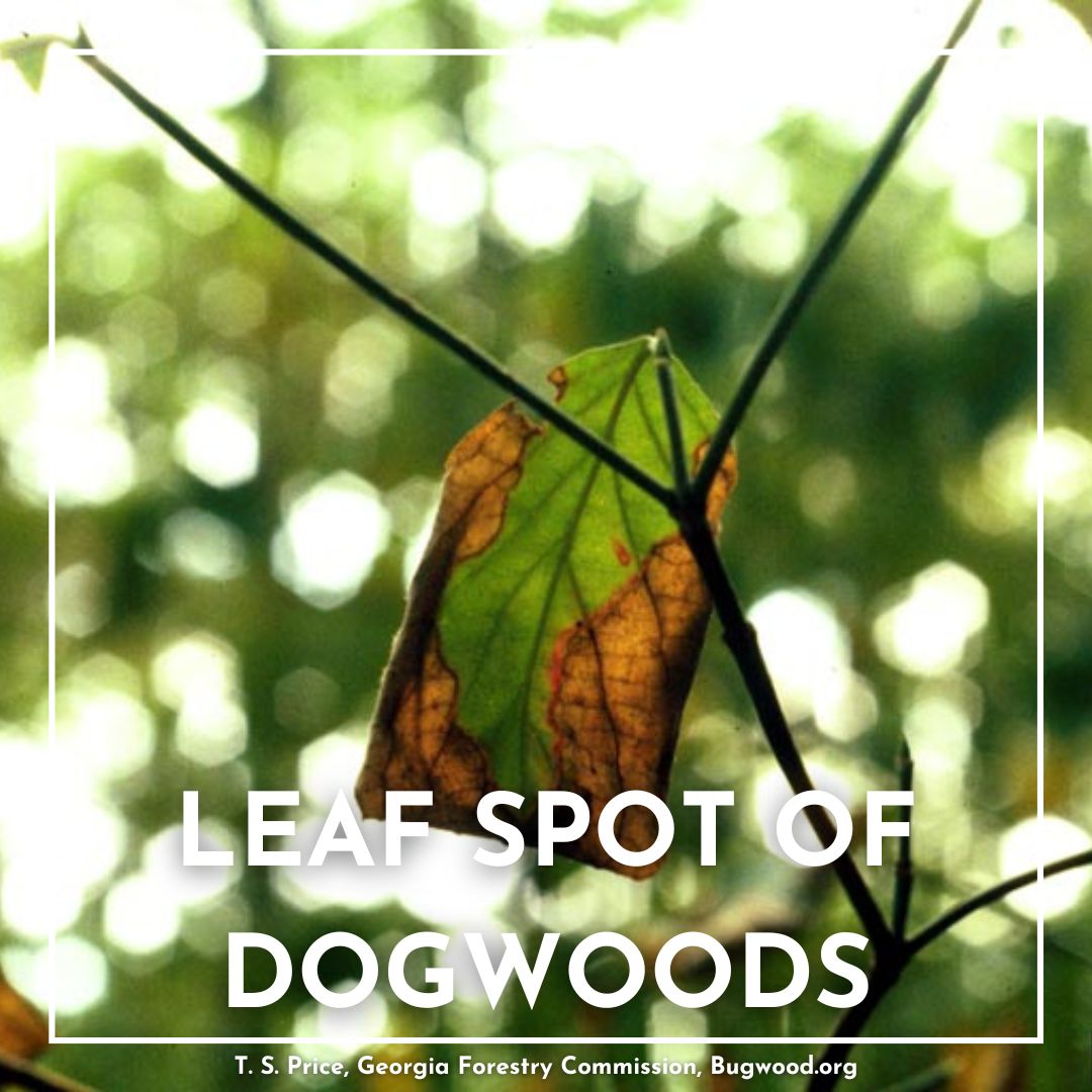 Fungal spots, blights, and blotches