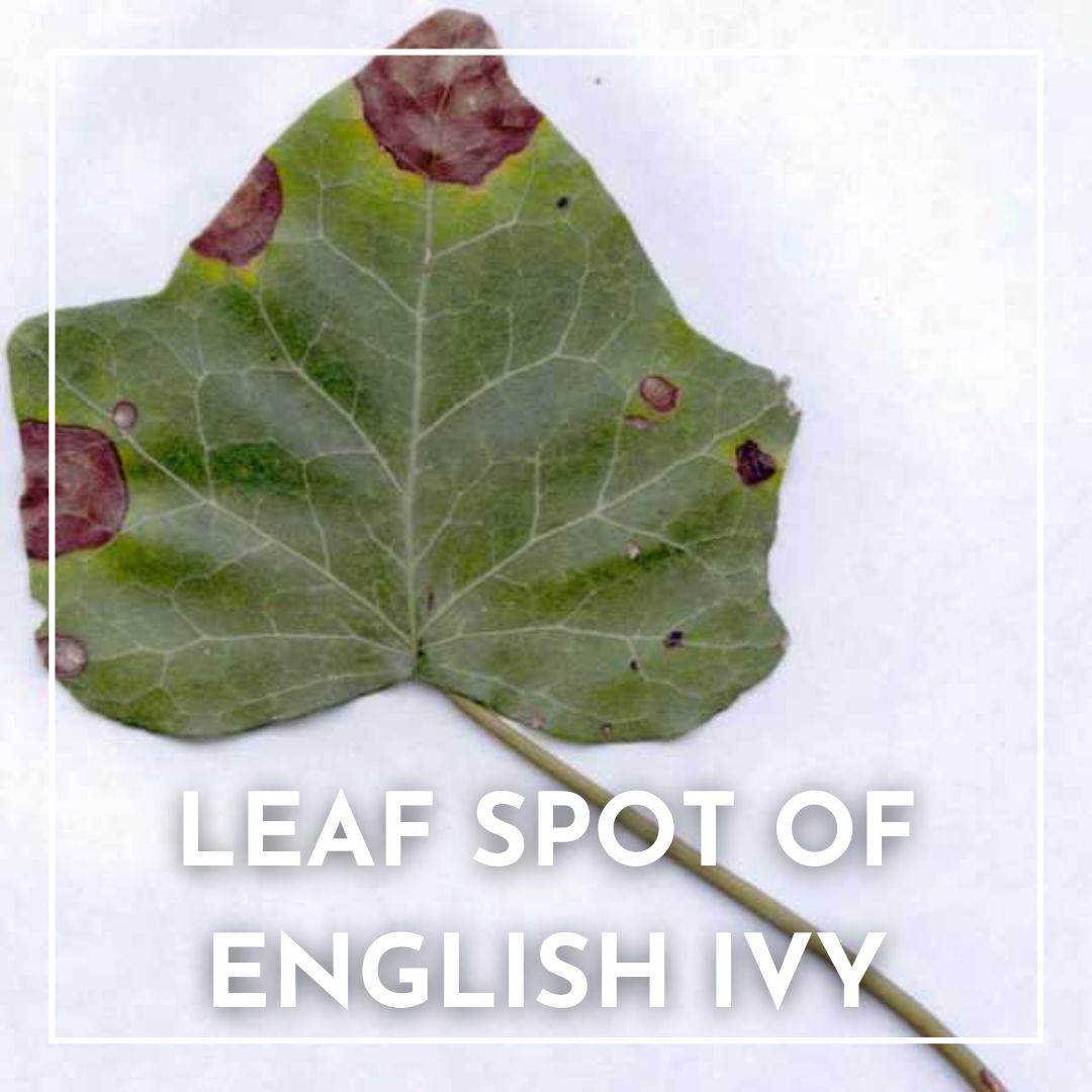 Fungal spots, blights, and blotches