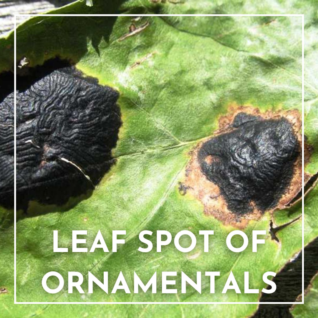 Fungal spots, blights, and blotches