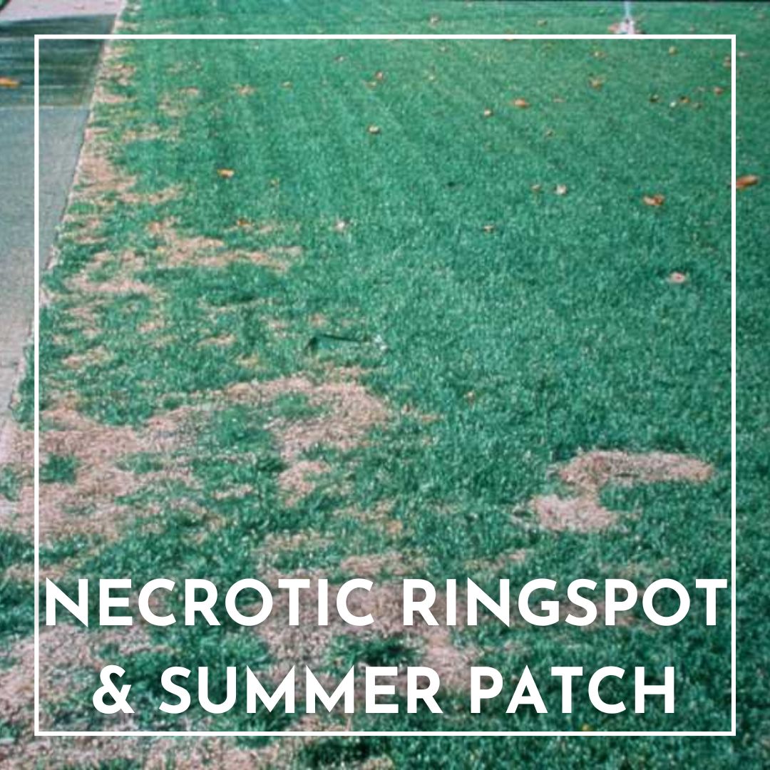 Fungal spots, blights, and blotches