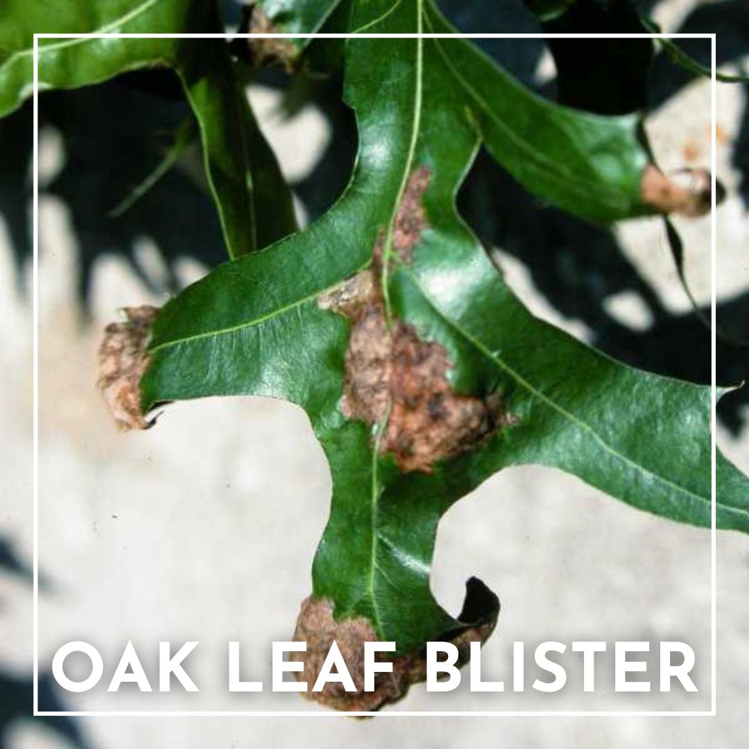 Fungal spots, blights, and blotches