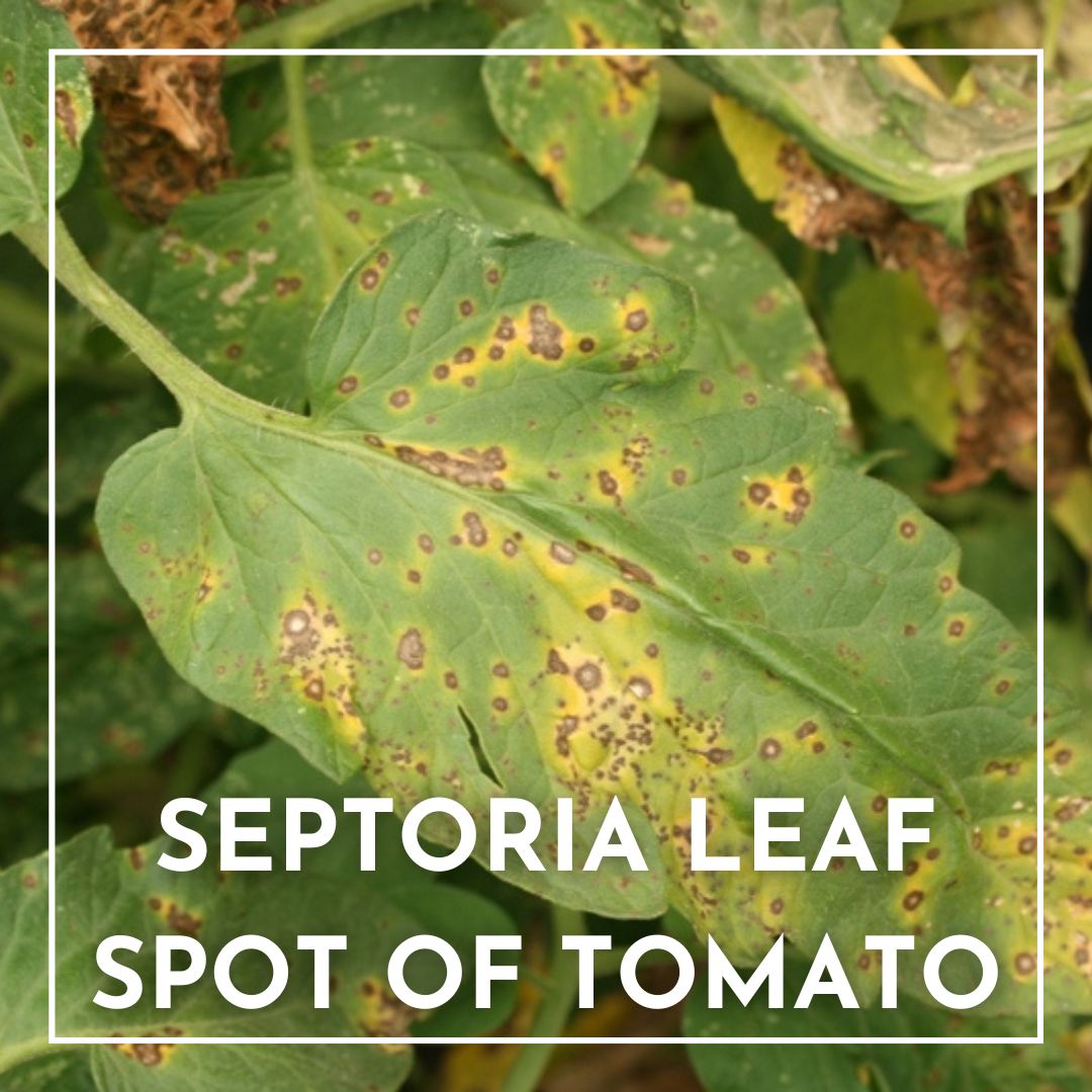 Fungal spots, blights, and blotches