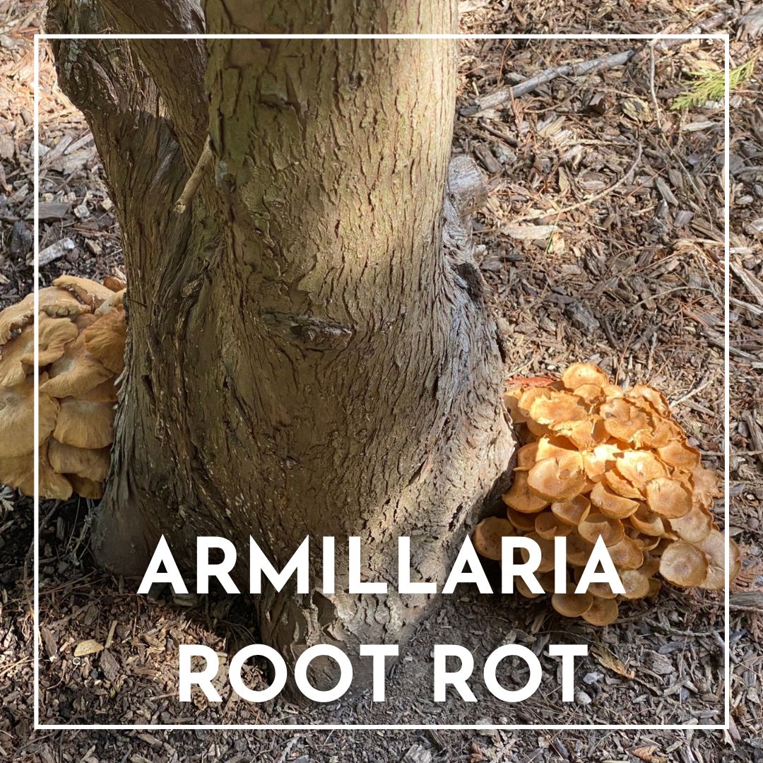 Root, stem, crown, and collar rot