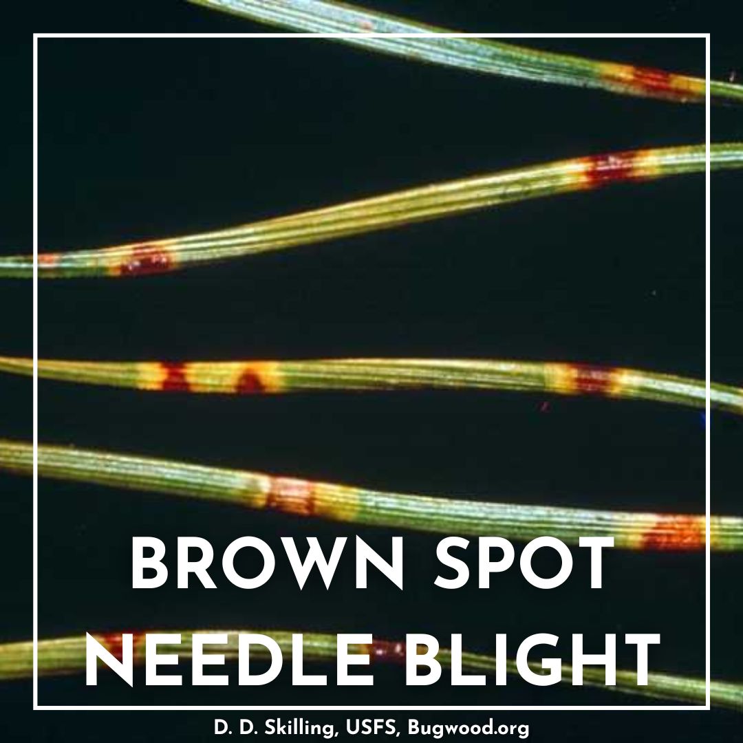 Needlecasts and evergreen tip blights