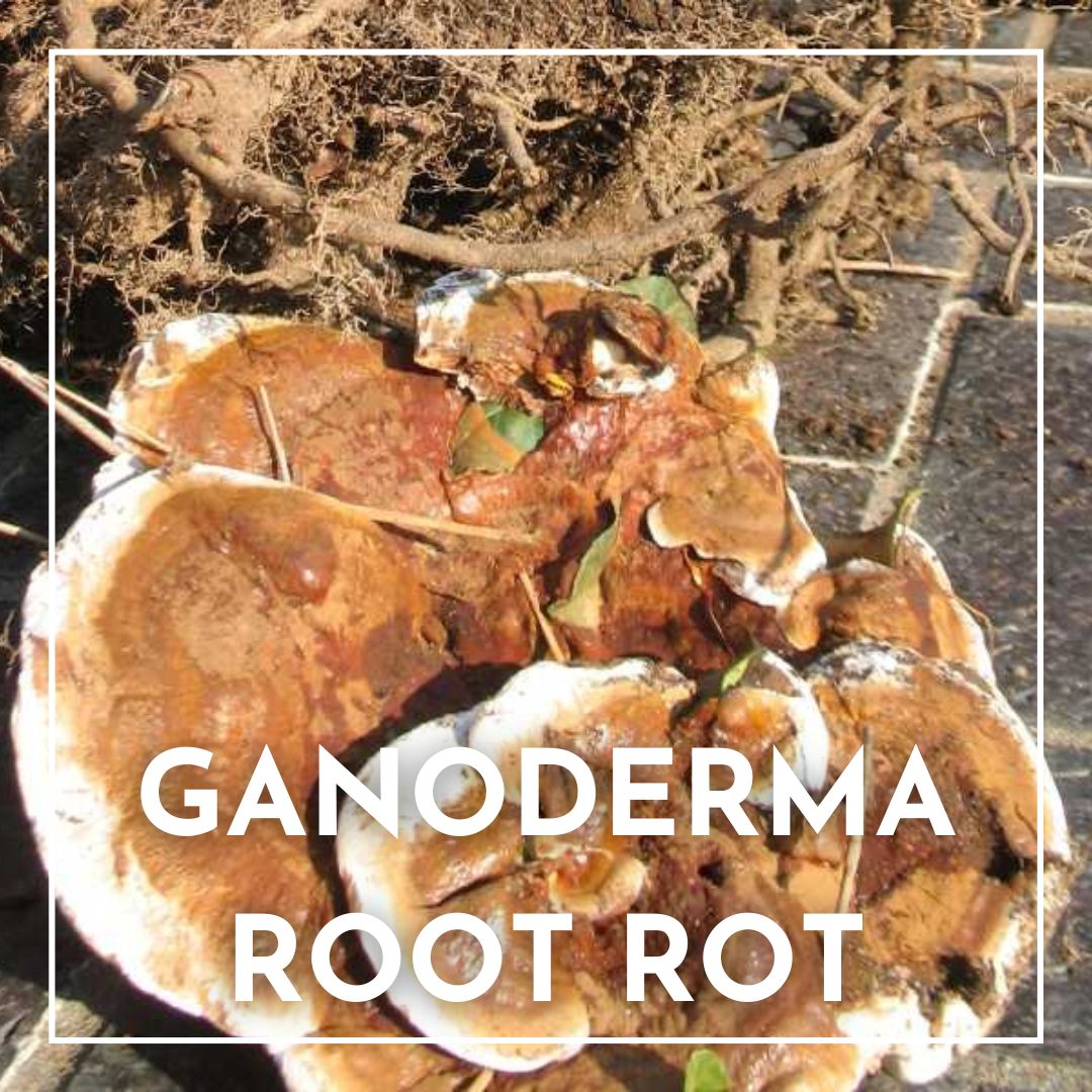 Root, stem, crown, and collar rot