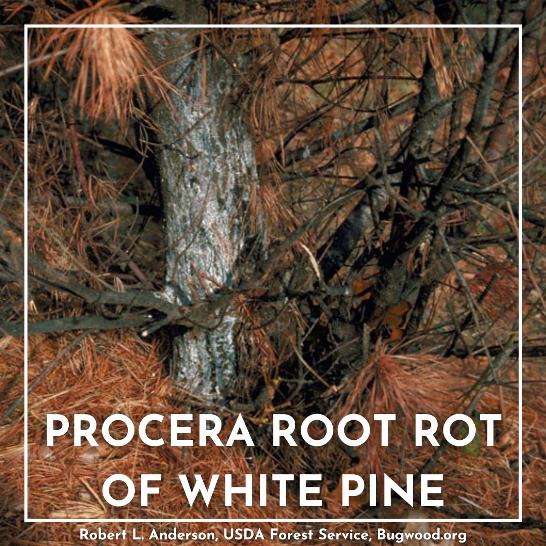 Root, stem, crown, and collar rot