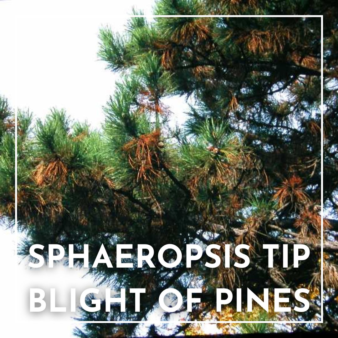 Needlecasts and evergreen tip blights