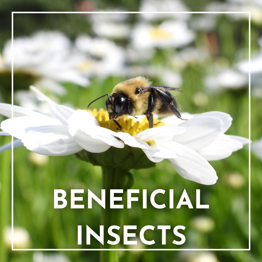 Insects and insect-like pests